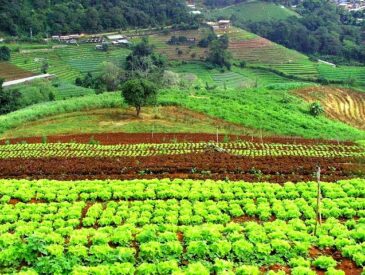 Mon Jam Is One Of The Best Day Or Overnight Trips From Chiang Mai